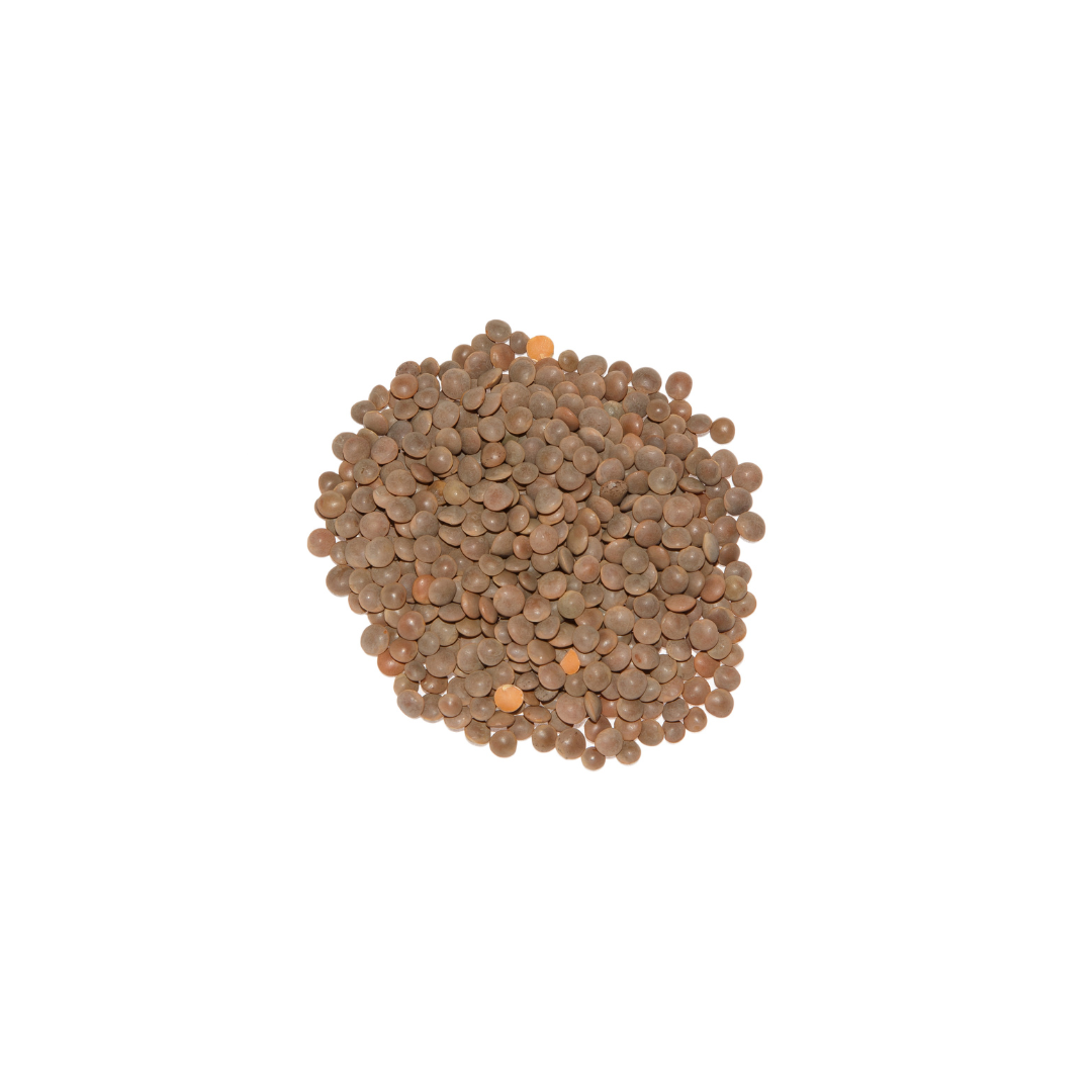 Lentil Brown Seeds 500gm – The Wright Sprouts